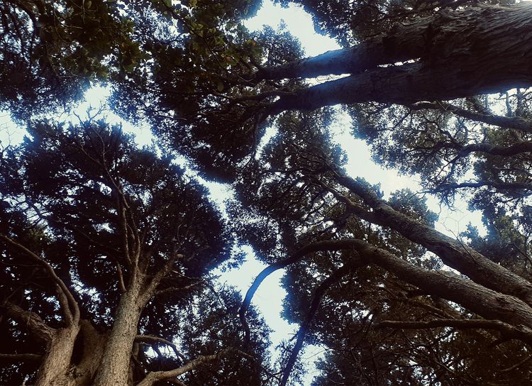 Rongoā Māori - A Conversation | Corban Estate Arts Centre